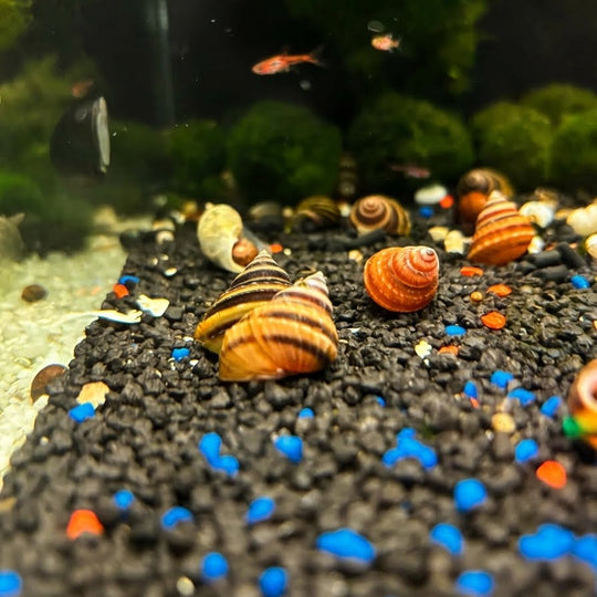 Skalare fürs Aquarium | online kaufen – Finn & Reef